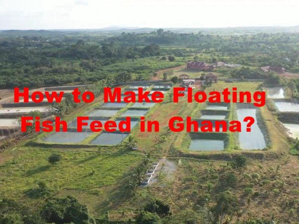 How to Make Floating Fish Feed in Ghana？ - Lima Feed Pelletizer